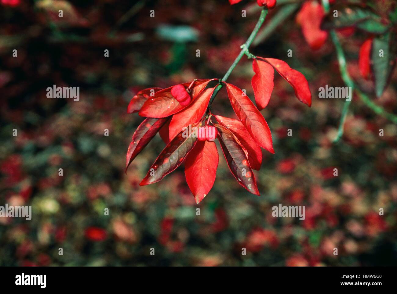 Spindle or European spindle (Evonymus europaeus Red Cascade ...
