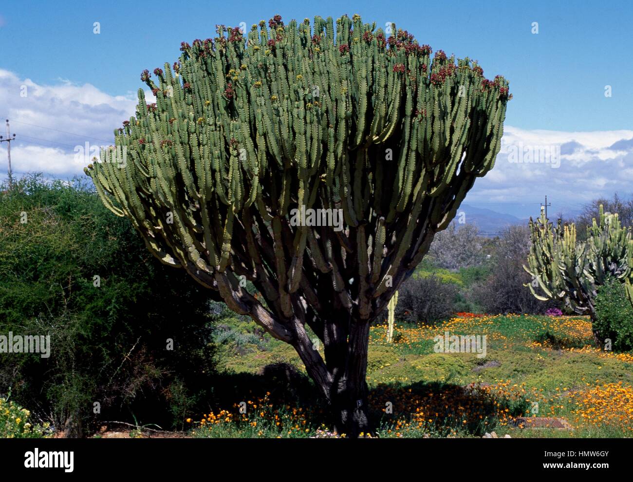 Naboom (Euphorbia ingens), Euphorbiaceae Stock Photo - Alamy