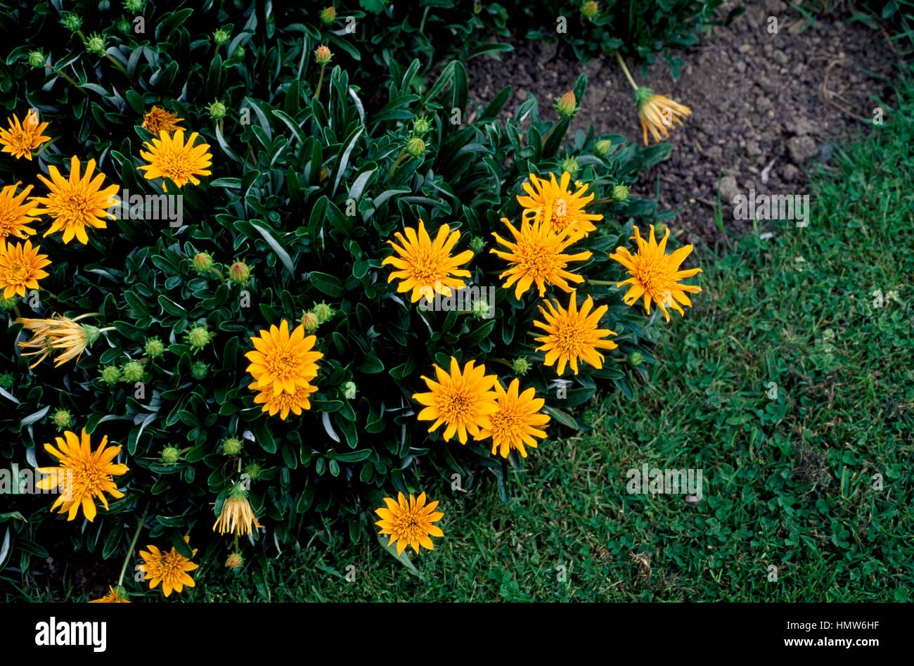 Treasure flower (Gazania Double Orange), Asteraceae Stock Photo - Alamy