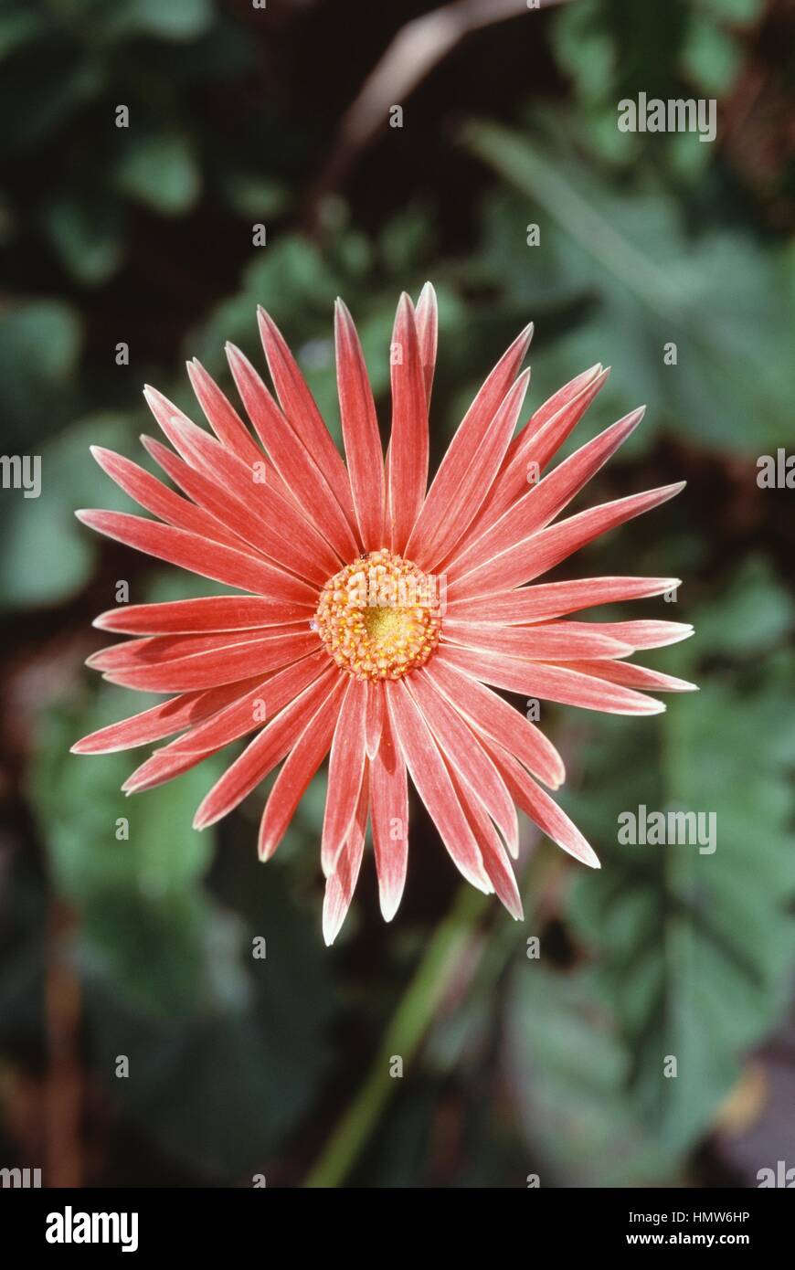 Barberton transvaal hi-res stock photography and images - Alamy