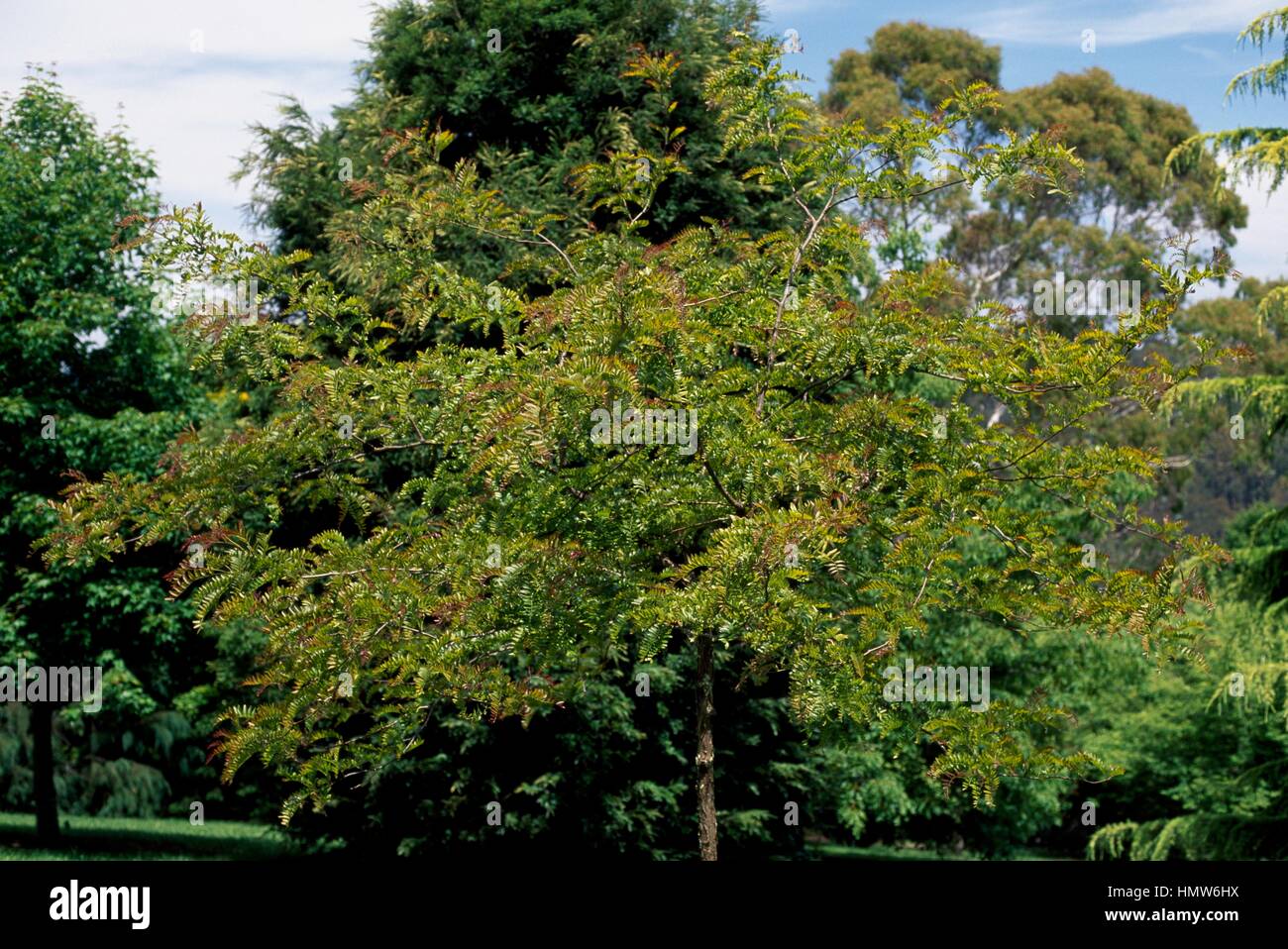 Honey locust (Gleditsia triacanthos Ruby Lace), Fabaceae-Leguminosae ...
