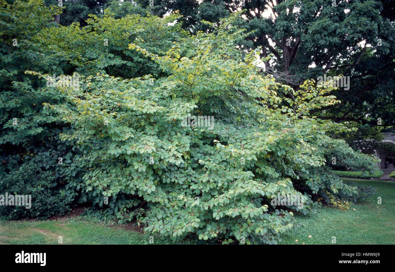 Witch-hazel (Hamamelis virginiana), Hamamelidaceae Stock Photo - Alamy