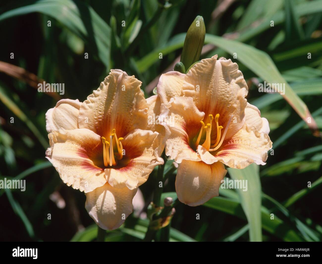 Day-lily (Hemerocallis Constant Eye), Hemerocallidaceae Stock Photo - Alamy
