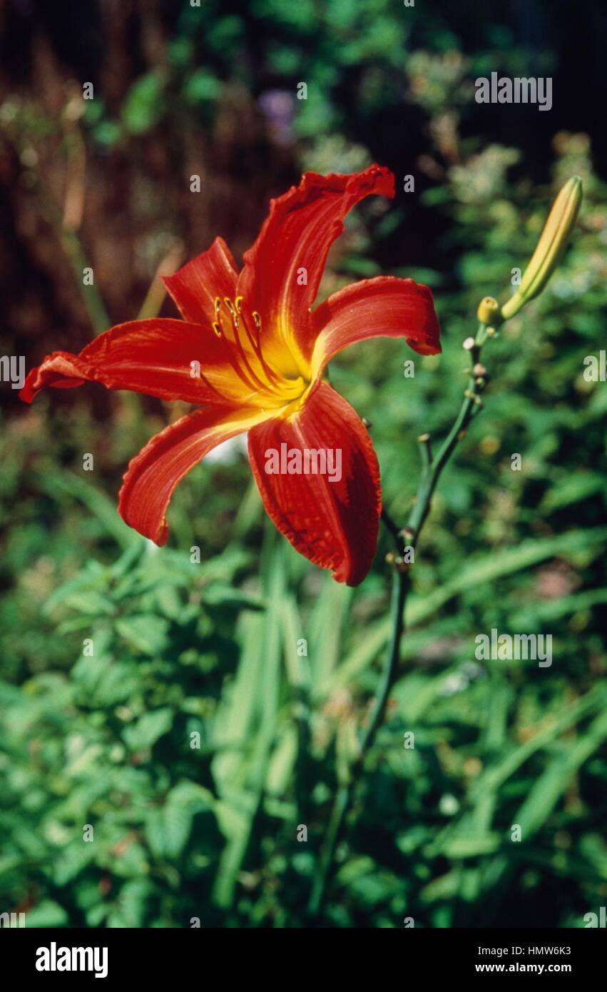 Dwarf daylily or Grassleaf Lily (Hemerocallis minor), Hemerocallidaceae ...