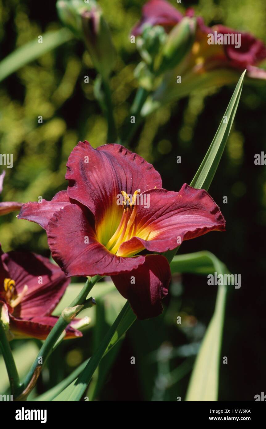 Day-lily (Hemerocallis So Excited), Hemerocallidaceae Stock Photo - Alamy