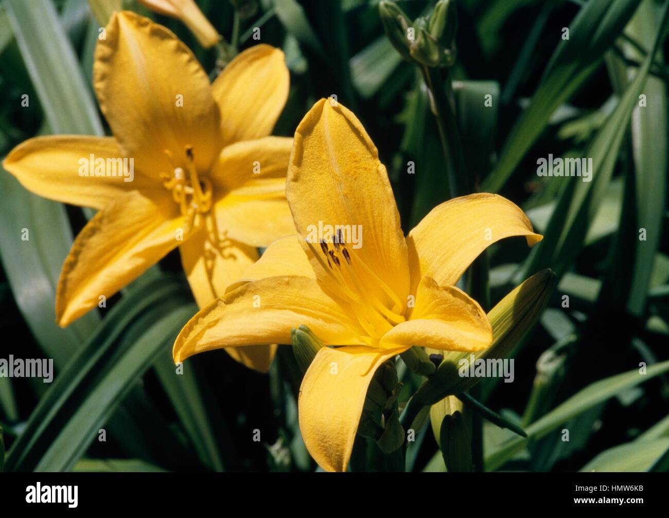 Day-lily (Hemerocallis Wynnson), Hemerocallidaceae Stock Photo - Alamy