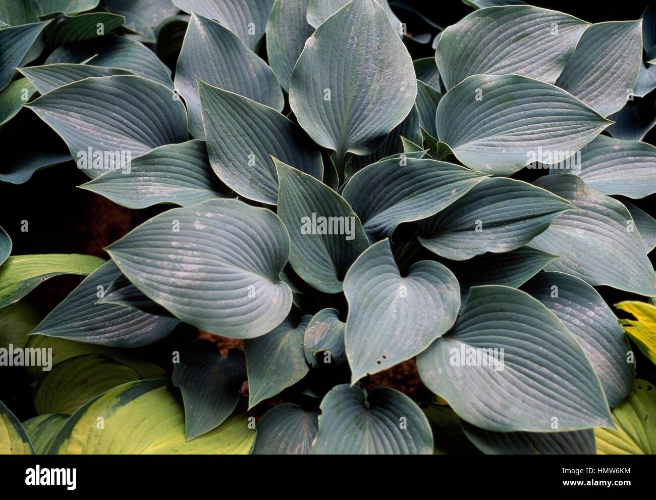 Halcyon plantain lily (Hosta Halcyon), Liliaceae Stock Photo - Alamy
