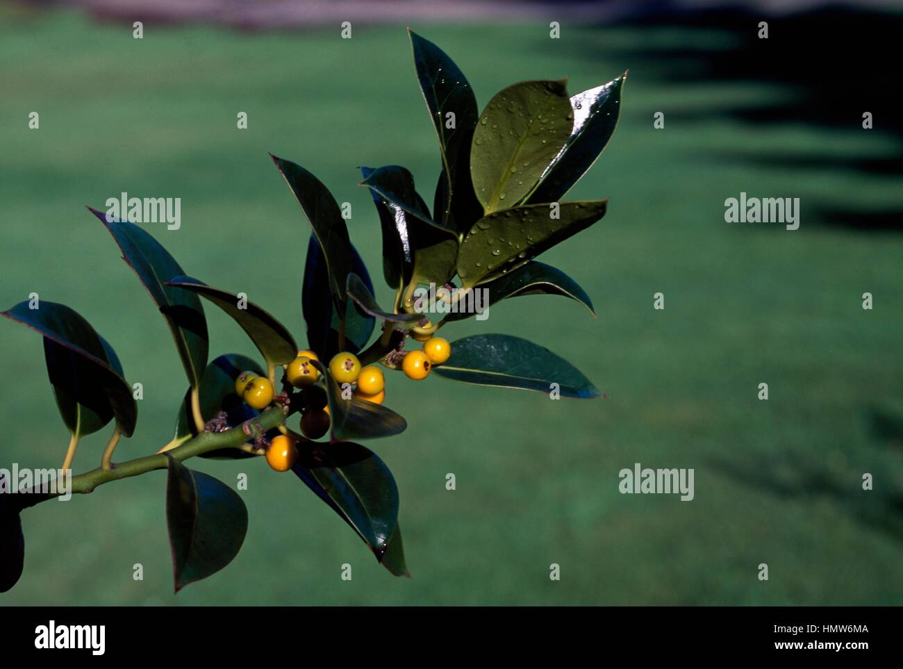 Luteo hi-res stock photography and images - Alamy