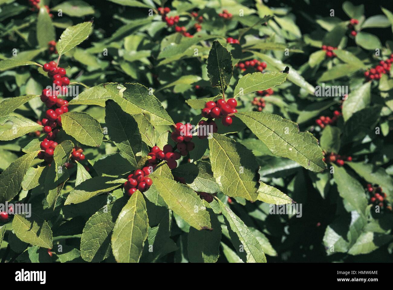 Botany - Aquifoliaceae. Common winterberry (Ilex verticillata). Berries ...