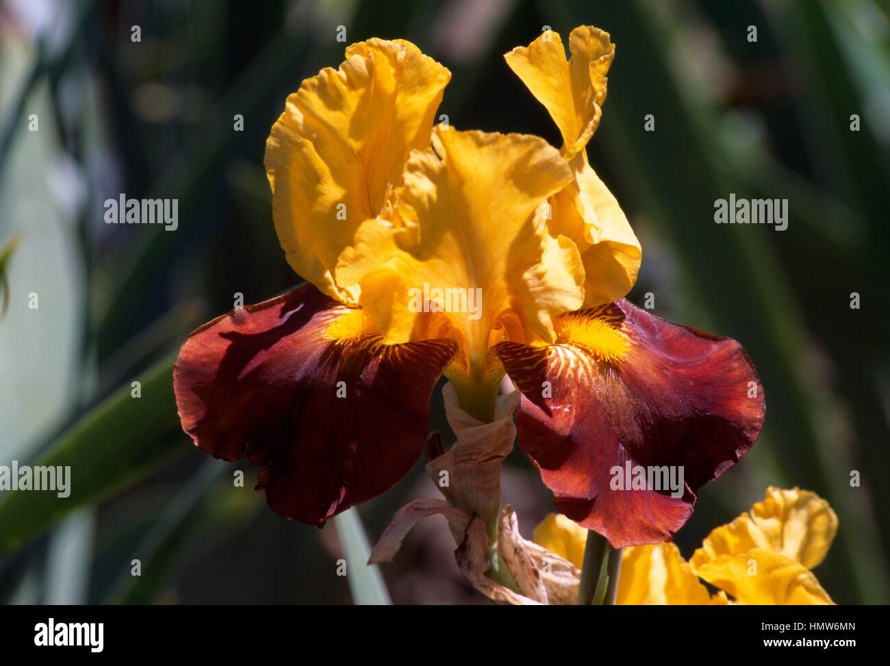 Bearded Iris (Iris Supreme Sultan), Iridaceae Stock Photo - Alamy