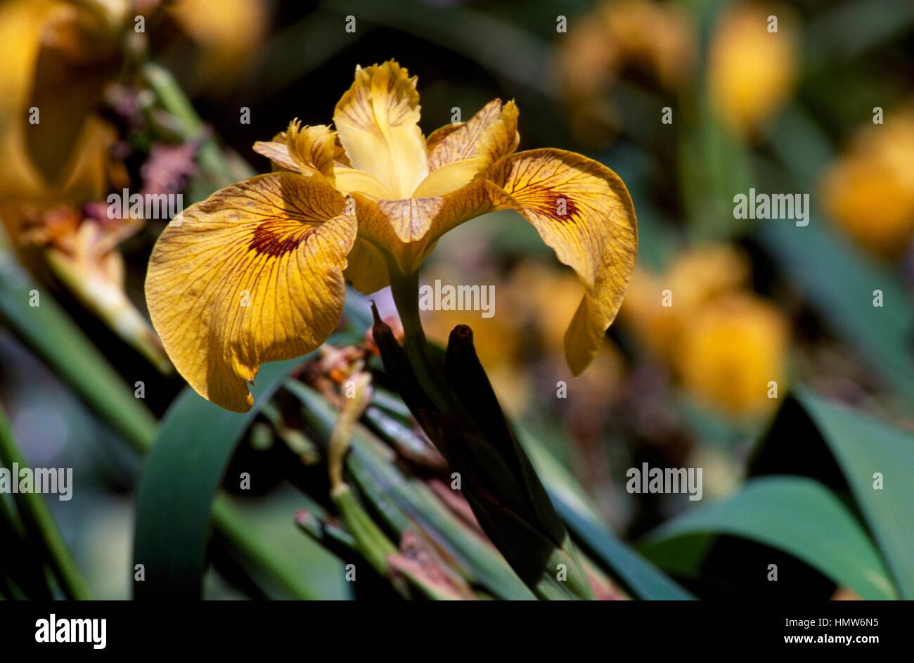 Yellow flag Roy Davidson (Iris Roy Davidson), Iridaceae Stock Photo - Alamy