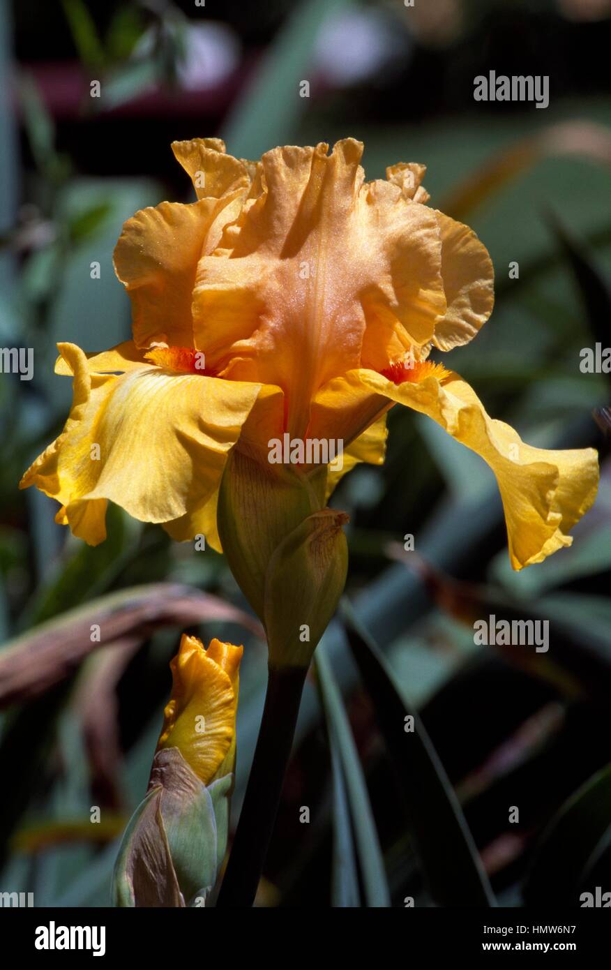 Bearded Iris (Iris Sun and Sand), Iridaceae Stock Photo - Alamy