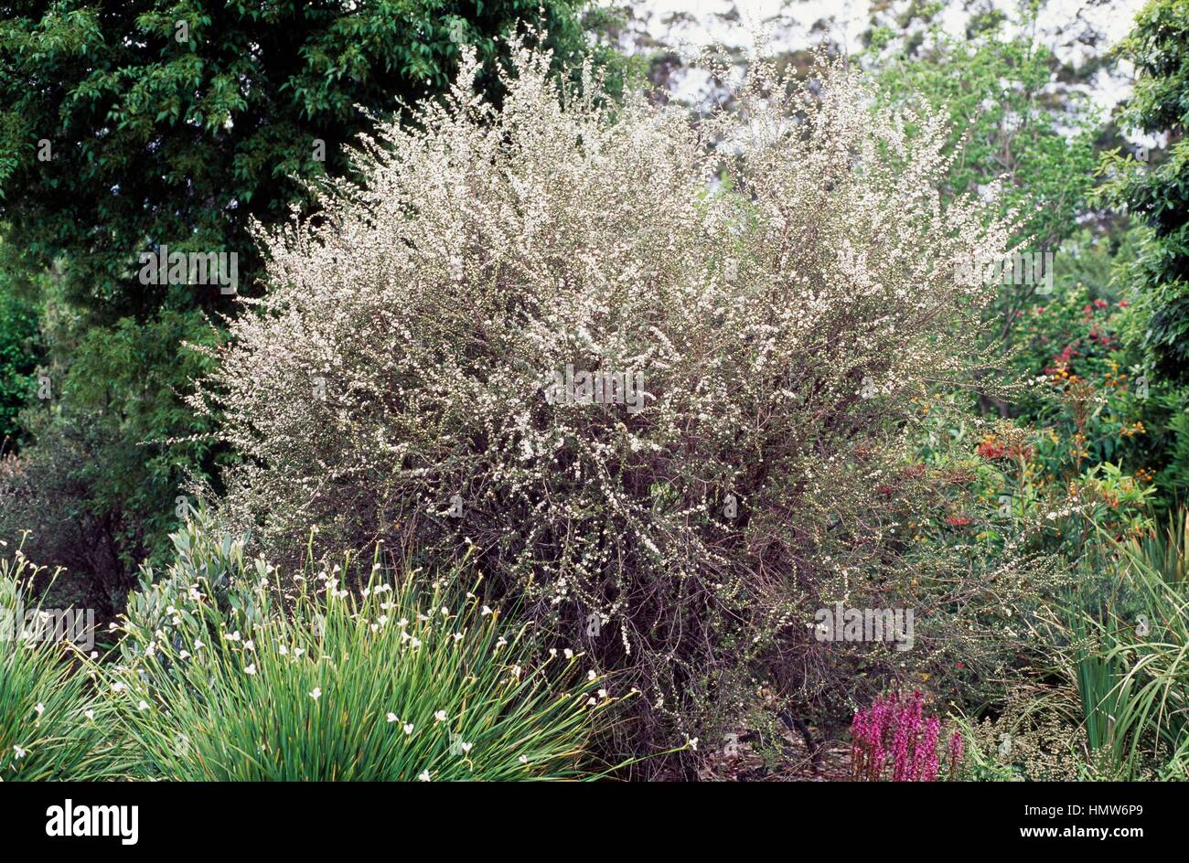 New Zealand Tea or Manuka (Leptospermum scoparium), Myrtaceae Stock ...