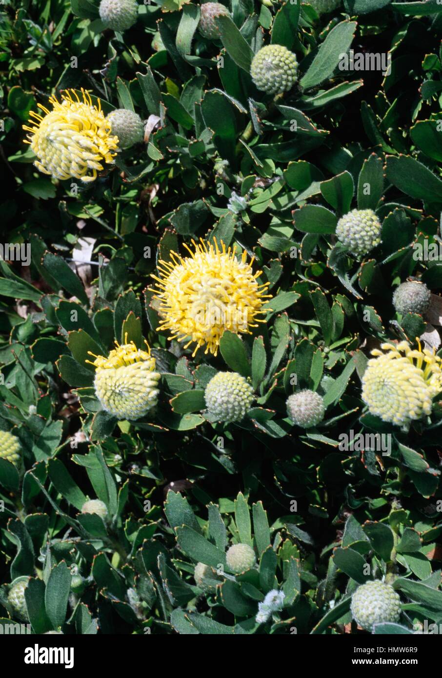 Leucospermum Thomson's Gift, Proteaceae Stock Photo - Alamy