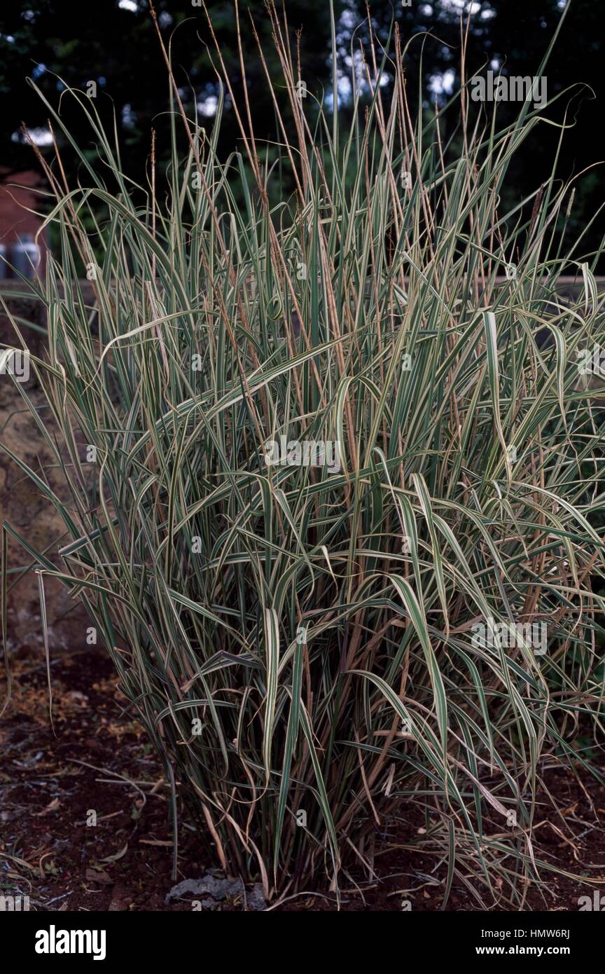 Variegated maiden grass (Miscanthus sinensis Variegatus), Poaceae Stock ...