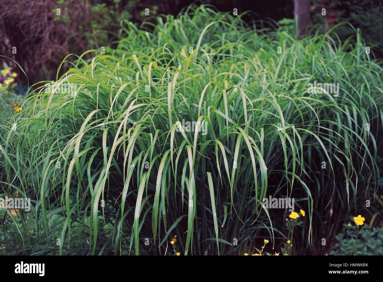 Maiden Grass Miscanthus Sinensis High Resolution Stock Photography and ...