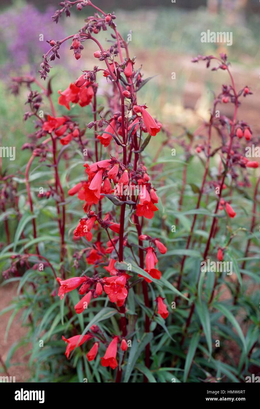 Penstemon hartwegii firebird hi-res stock photography and images - Alamy