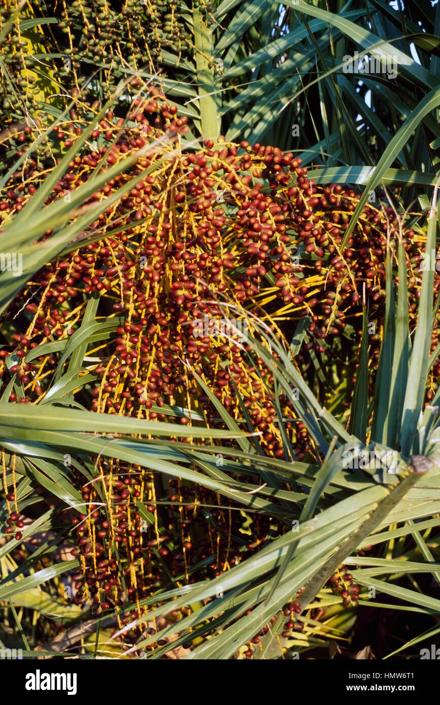 Canary Island date palm foliage and fruit (Phoenix canariensis ...