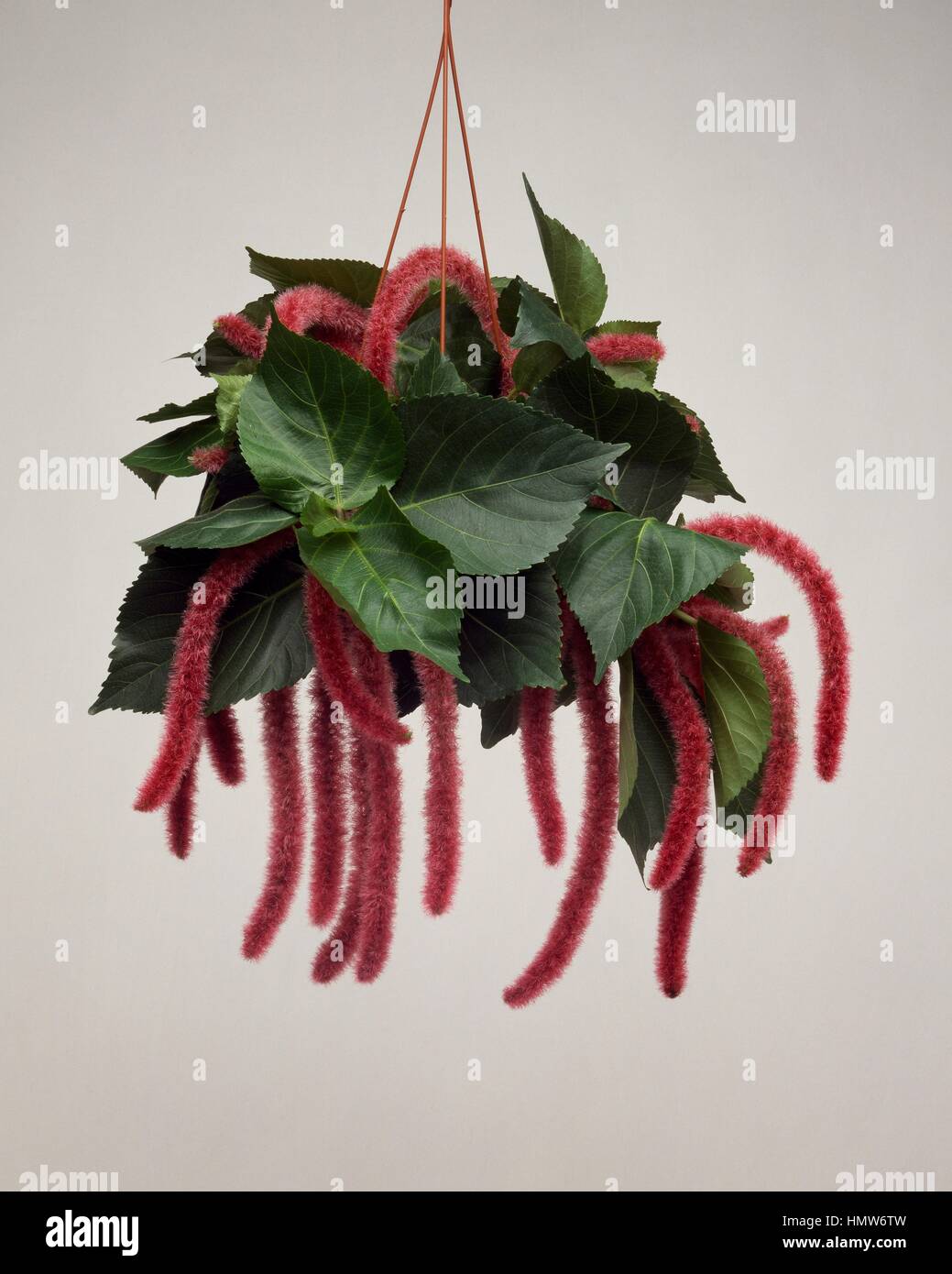 Copperleaf plant hi-res stock photography and images - Alamy