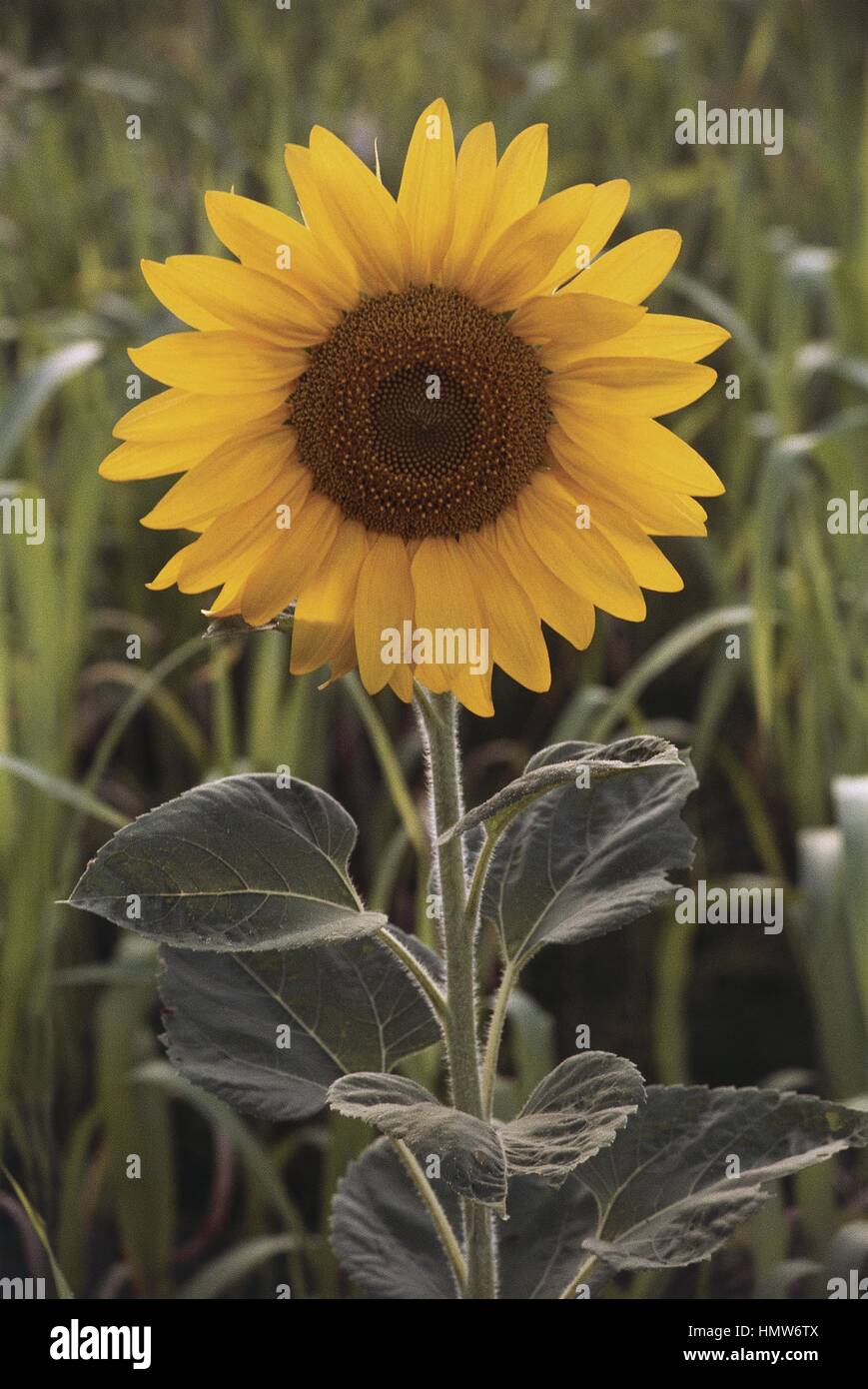 Botany - Asteraceae. Common sunflower (Helianthus annuus Stock Photo ...