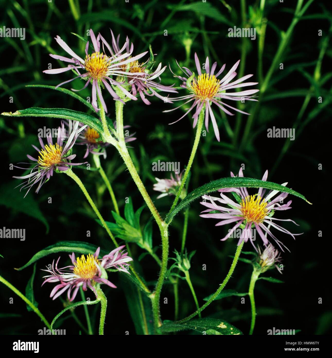 Lance-leaved Aster or White Panicle Aster (Aster paniculatus or Aster ...