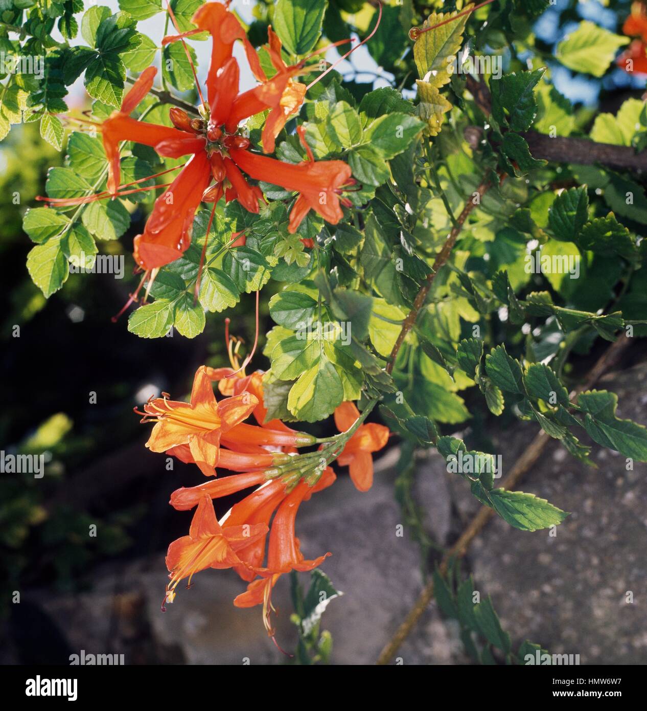 Cape honeysuckle (Bignonia capensis or Tecoma capensis), Bignoniaceae ...