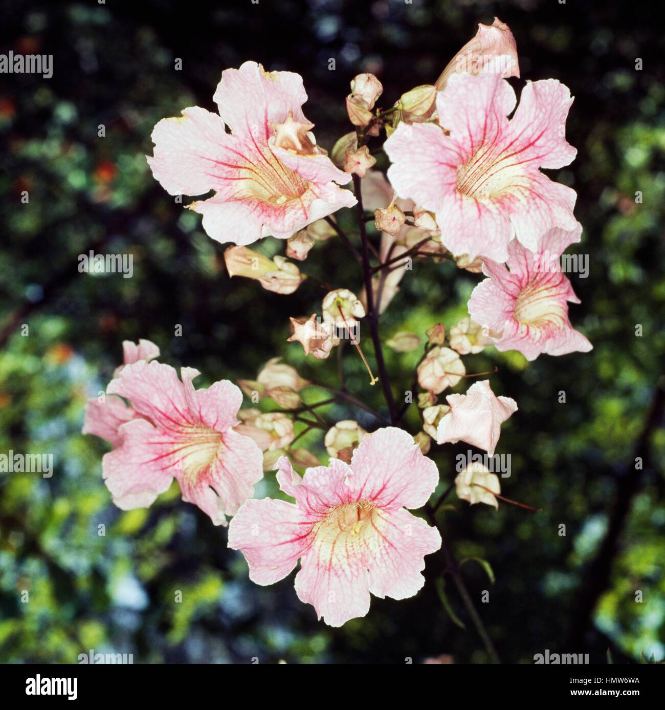 Rose flowered Bignonia or Pink Trumpet Vine (Bignonia podranea ...