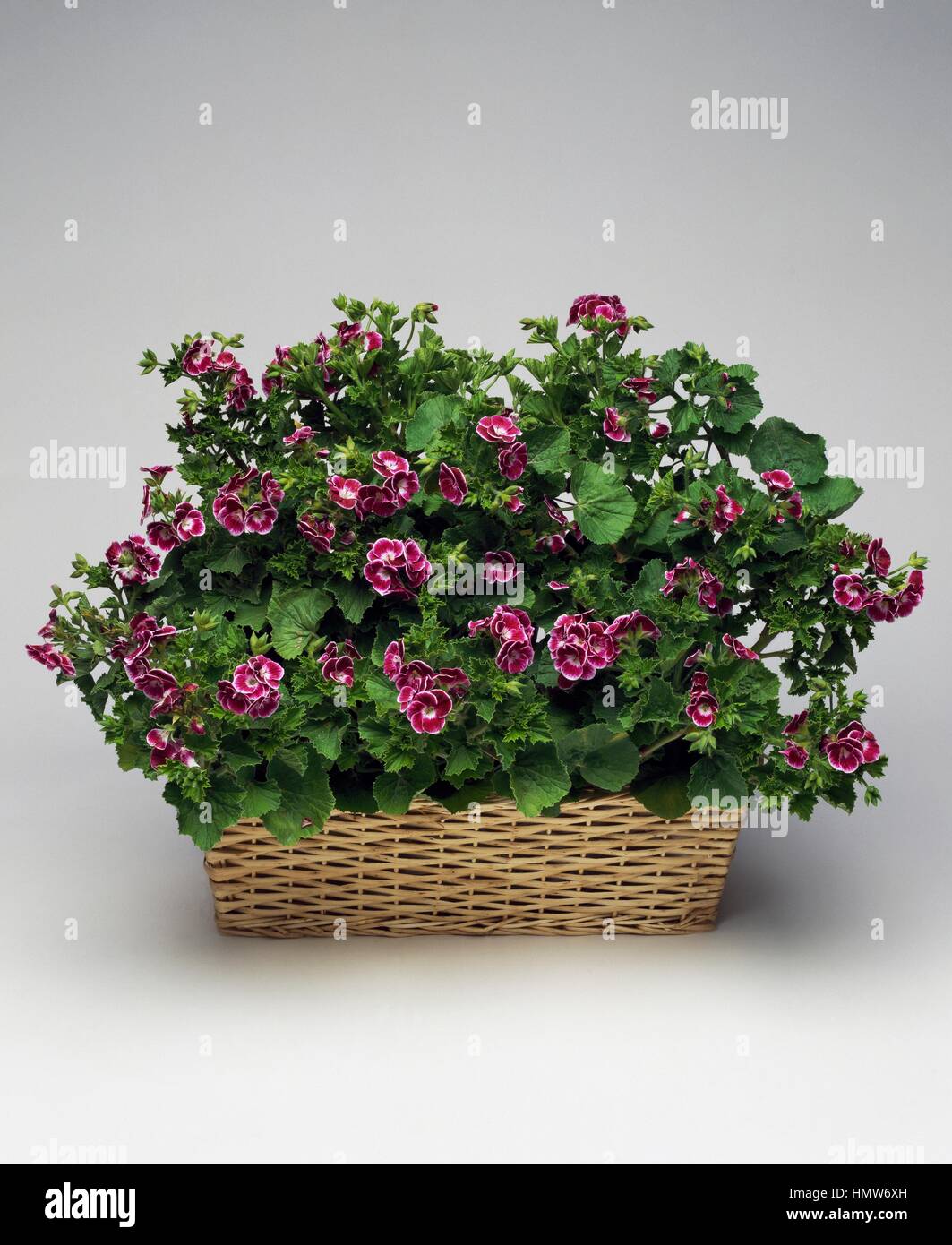 Apple geranium(Pelargonium odoratissimum), Geraniaceae Stock Photo - Alamy