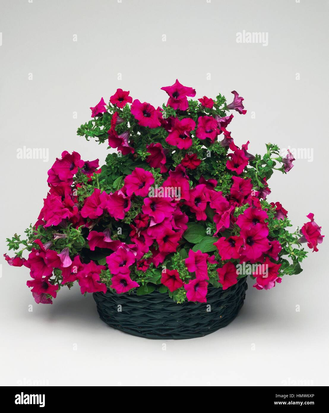 Petunia (Petunia sp), Solanaceae Stock Photo - Alamy