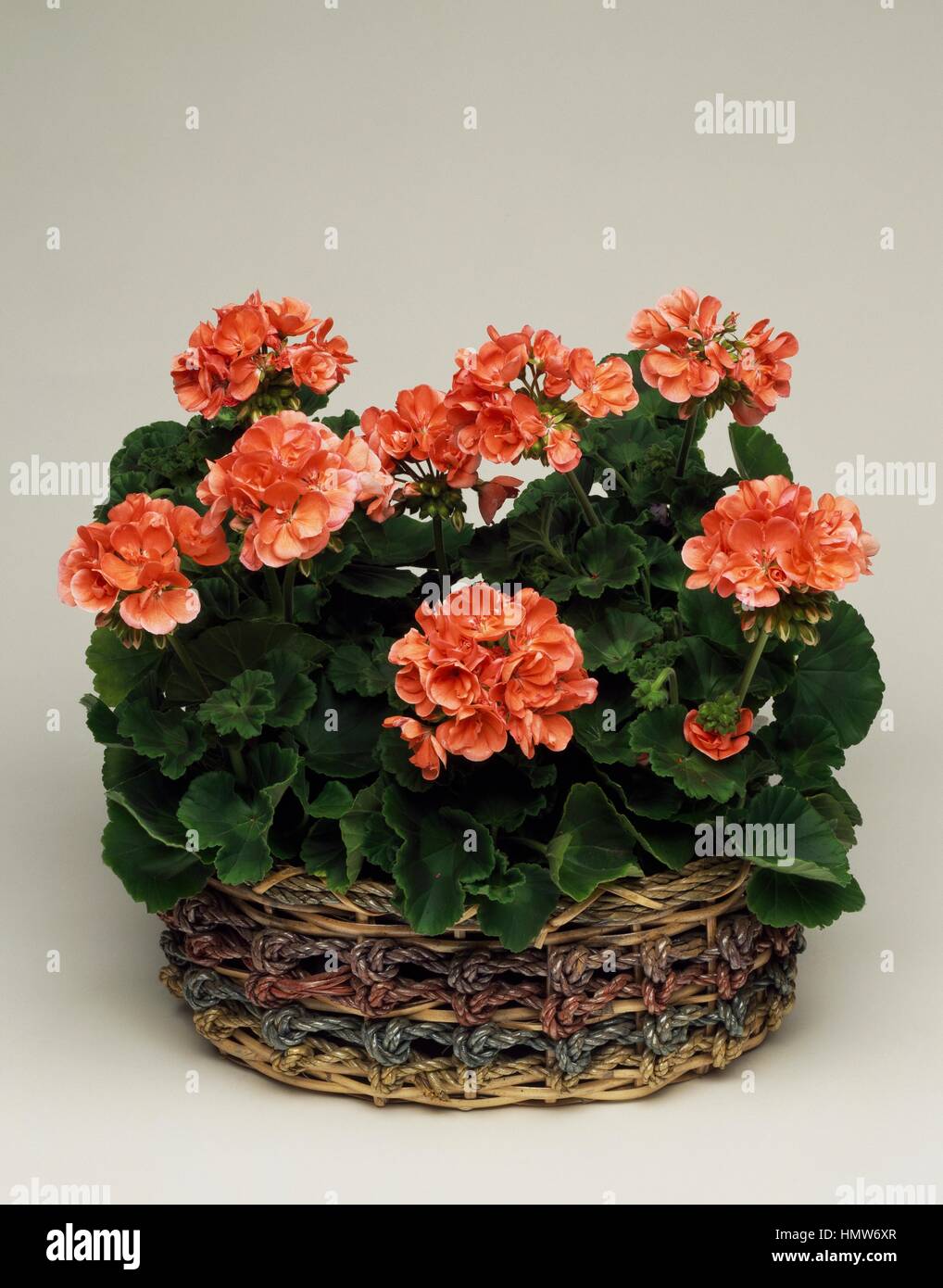 Hybrid of geraniums (Pelargonium zonale), Geraniaceae Stock Photo - Alamy