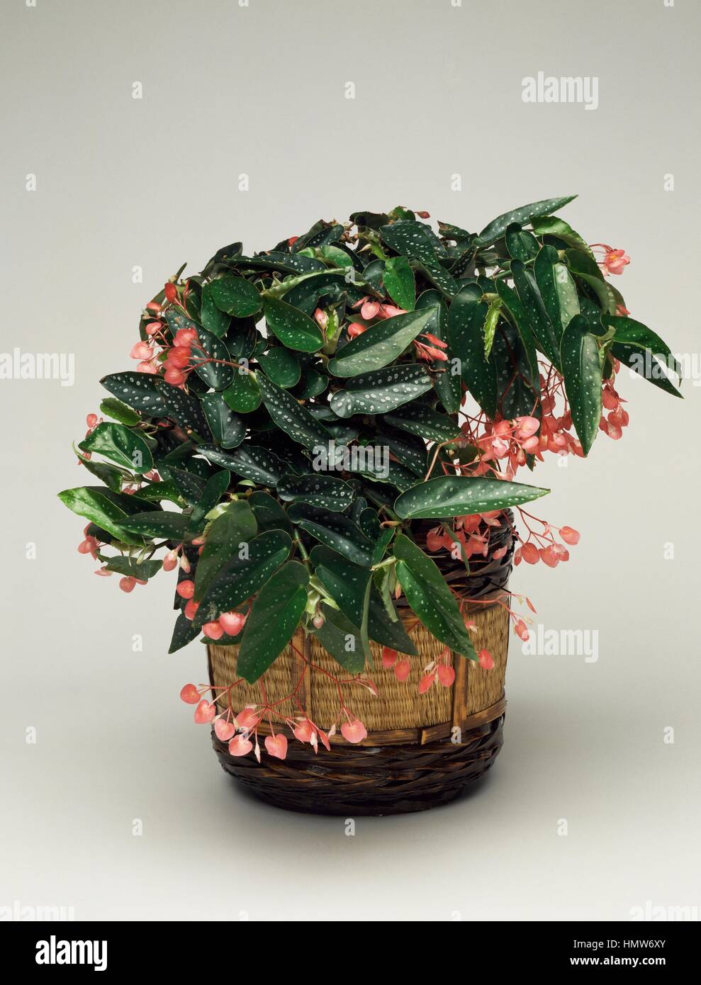 Angel wing begonia (Begonia corallina), Begoniaceae Stock Photo - Alamy