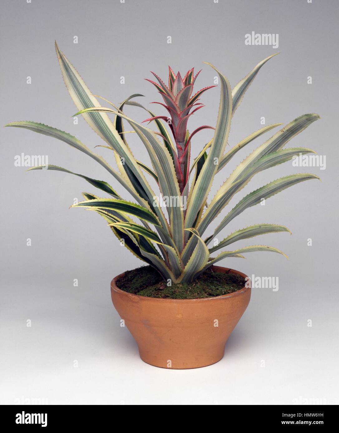 Ivory pineapple or variegated pineapple (Ananas comosus Variegatus ...