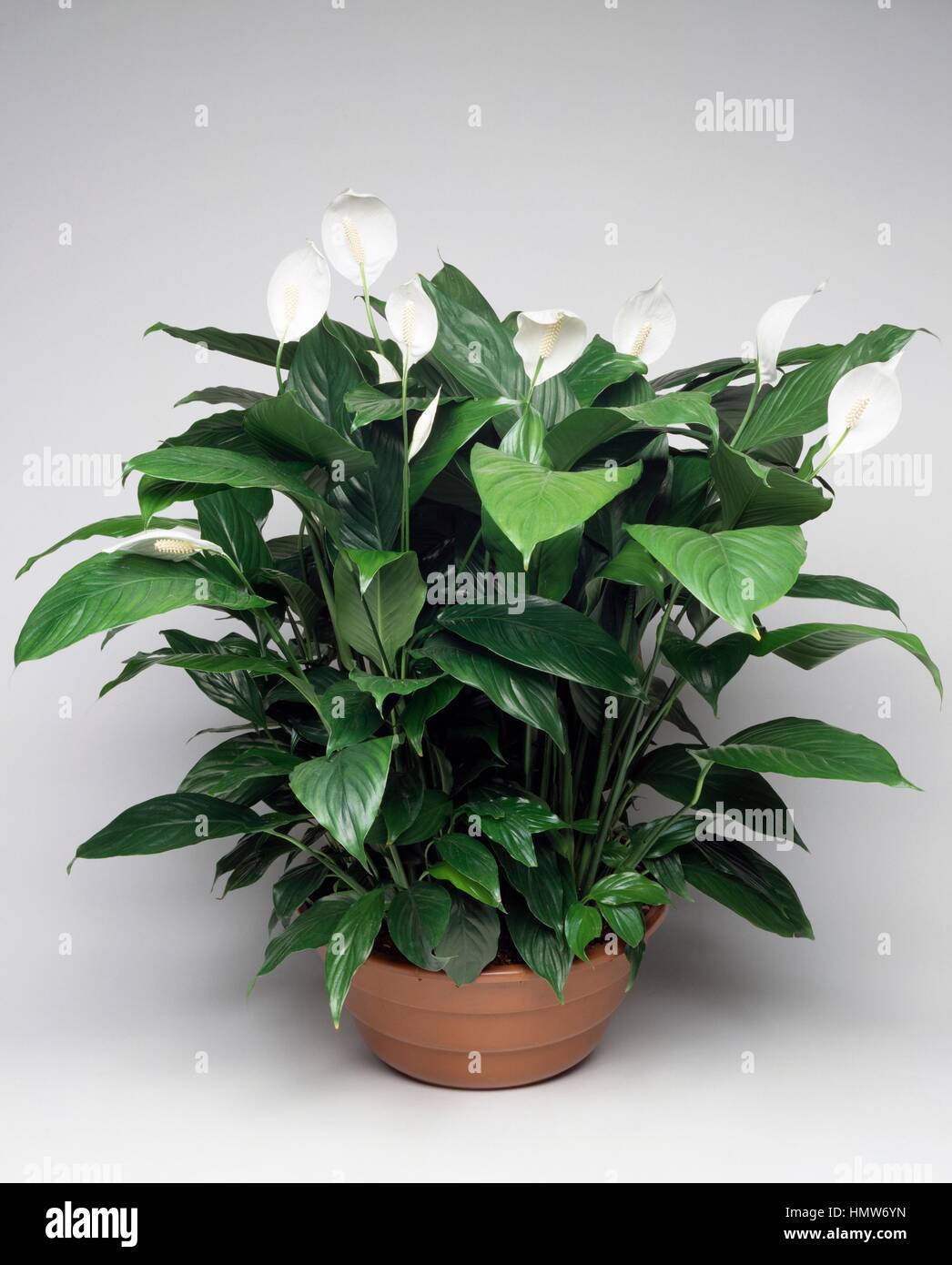 Spathe flower (Spathiphyllum Mozart), Araceae Stock Photo - Alamy