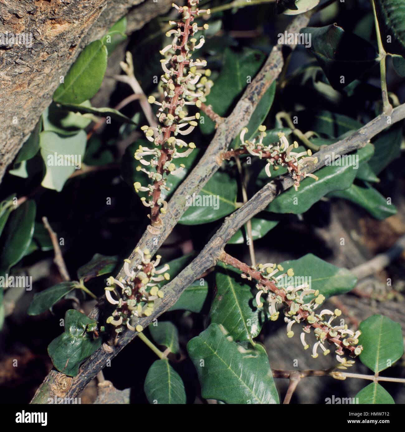 Leaves and branch with female flowers of Carob or St John's Bread ...