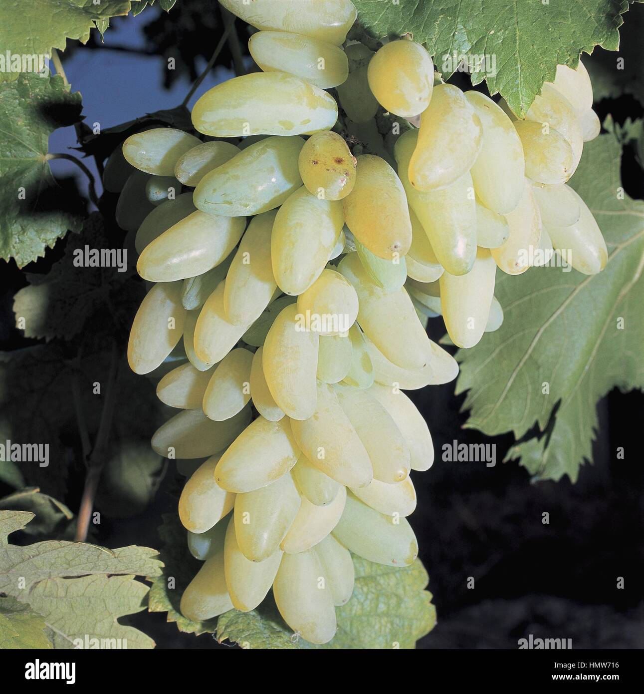 Grape vine vine vitis vinifera tree hi-res stock photography and images ...