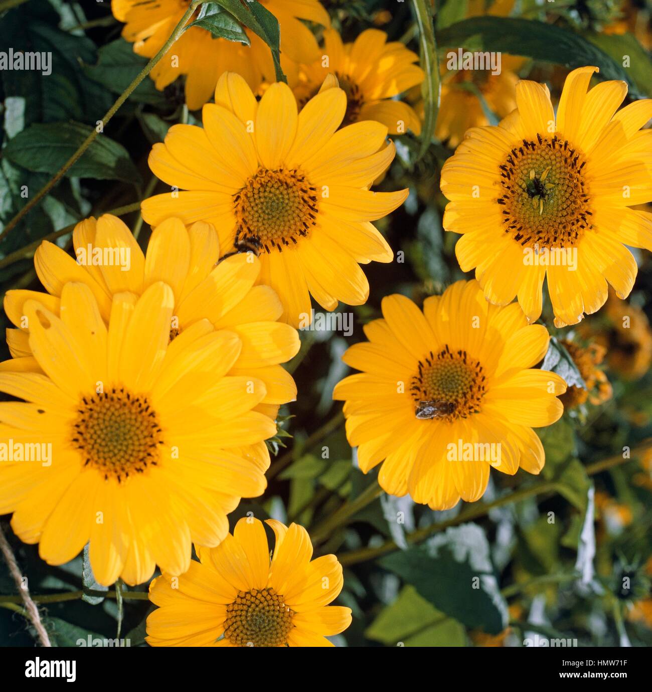 Sunflower (Helianthus annuus), Asteraceae Stock Photo - Alamy