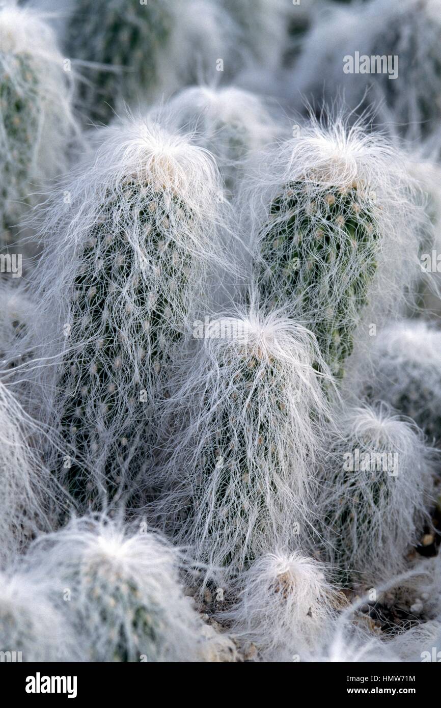 Cephalo hi-res stock photography and images - Alamy