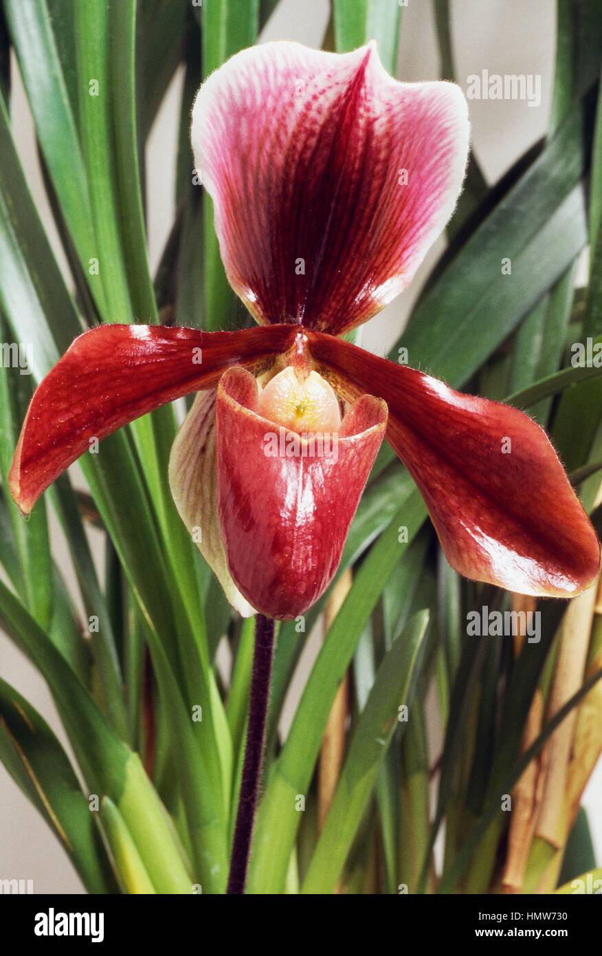 Slipper Orchid (Paphiopedilum barbatum), Orchidaceae Stock Photo - Alamy