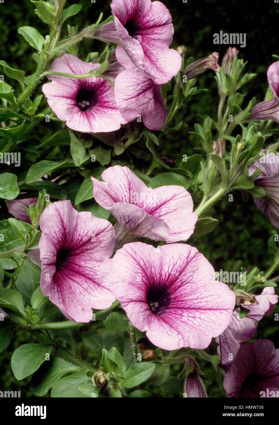 Petunia (Petunia sp), Solanaceae Stock Photo - Alamy