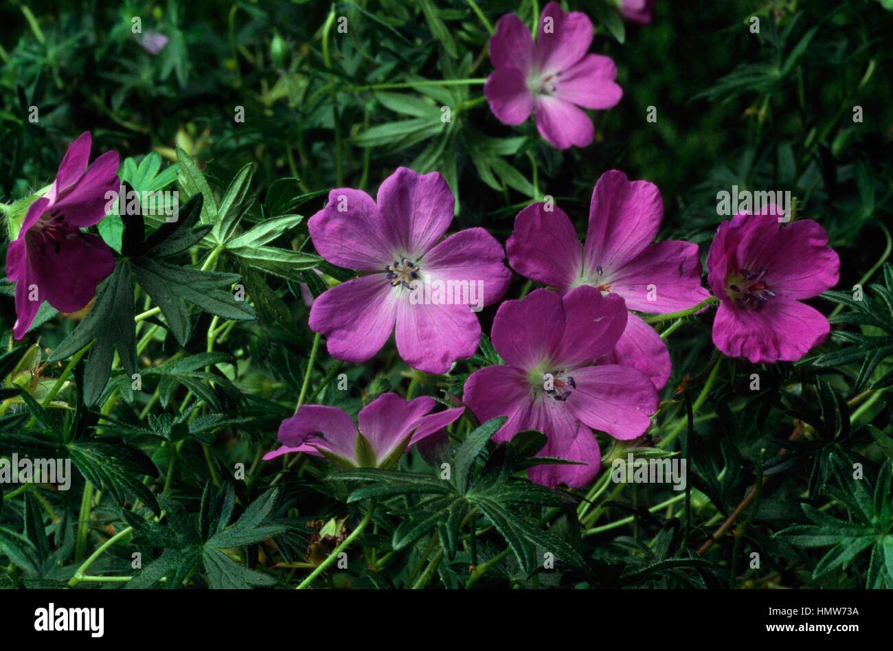 Bloody crane's bill or Bloody geranium (Geranium sanguineum ...