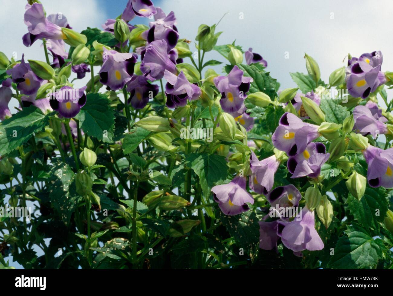 Torenia sp hi-res stock photography and images - Alamy
