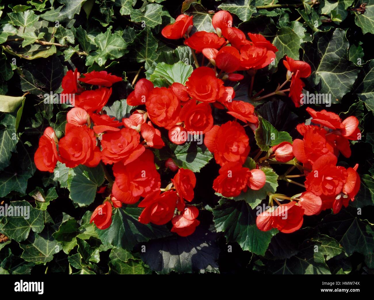 Tuberous Begonia (Begonia x tuberhybrida), Begoniaceae Stock Photo - Alamy
