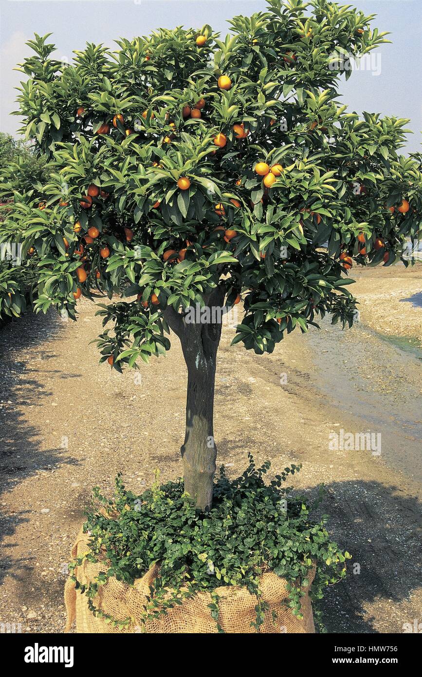Botany trees rutaceae round hi-res stock photography and images - Alamy