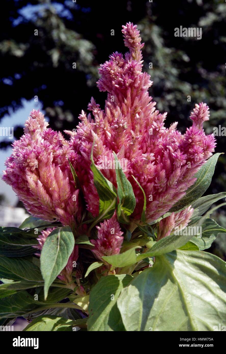 Silver Cock's Comb (Celosia argentea Plumosa), Amarantaceae Stock Photo ...