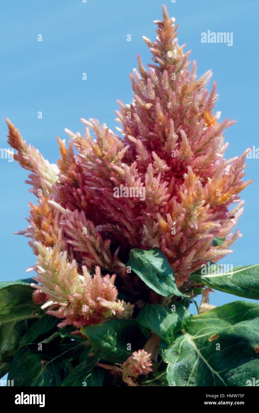 Silver Cock's Comb (Celosia argentea Plumosa), Amarantaceae Stock Photo ...