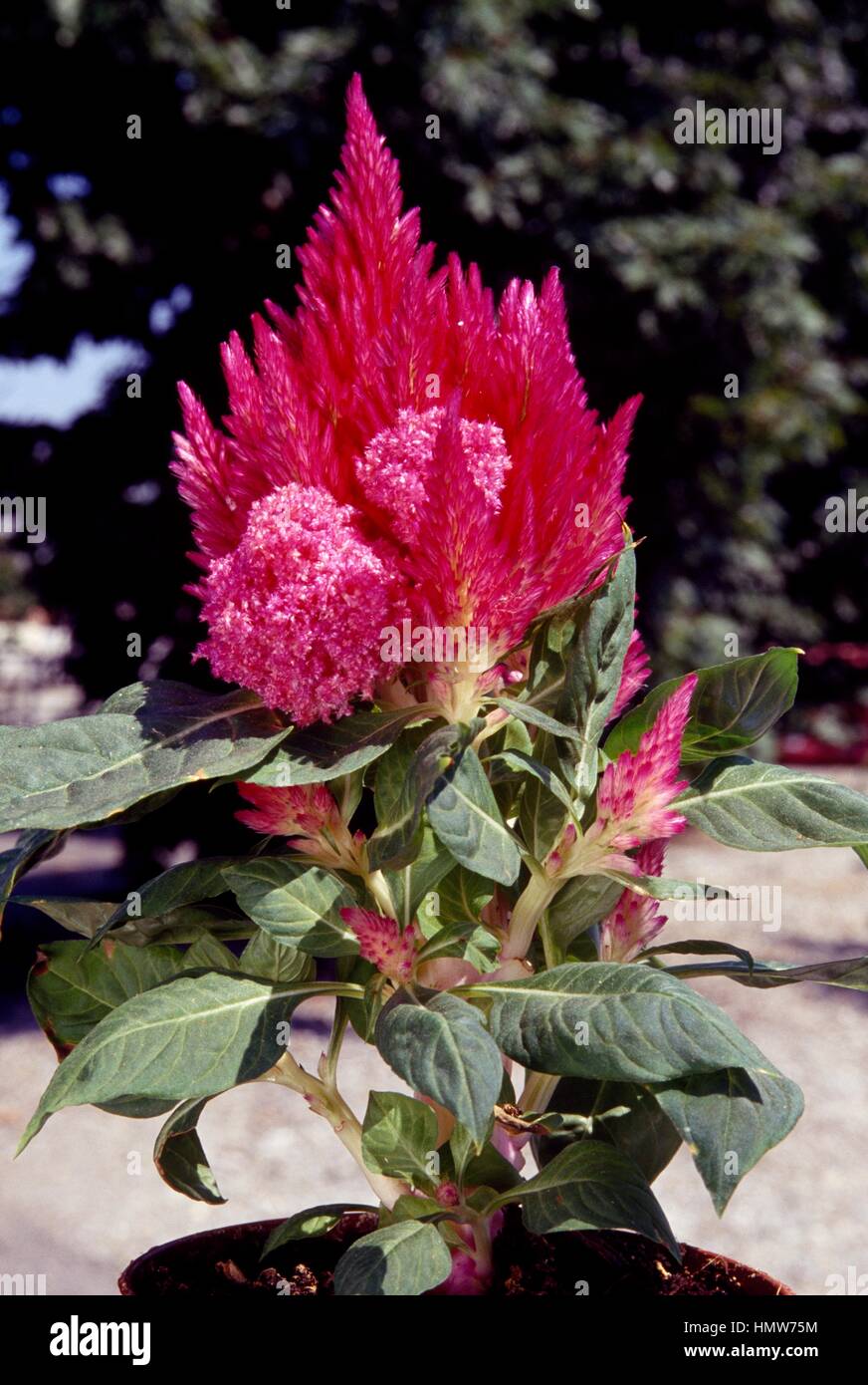 Silver Cock's Comb (Celosia argentea Plumosa), Amarantaceae Stock Photo ...