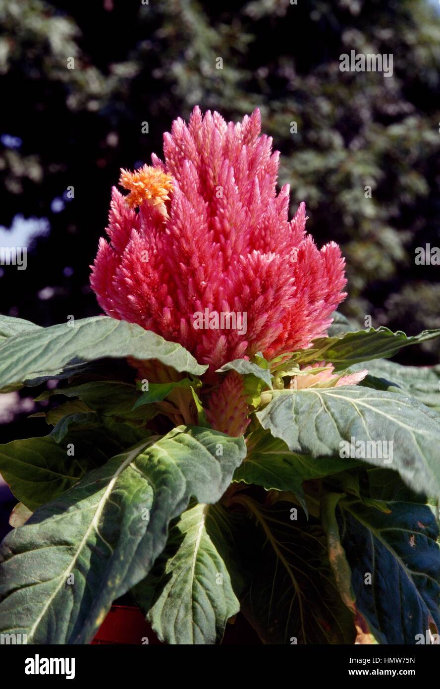 Silver Cock's Comb (Celosia argentea Plumosa), Amarantaceae Stock Photo ...