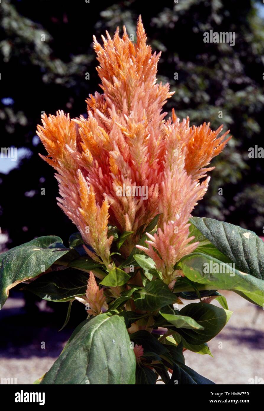 Silver Cock's Comb (Celosia argentea Plumosa), Amarantaceae Stock Photo ...