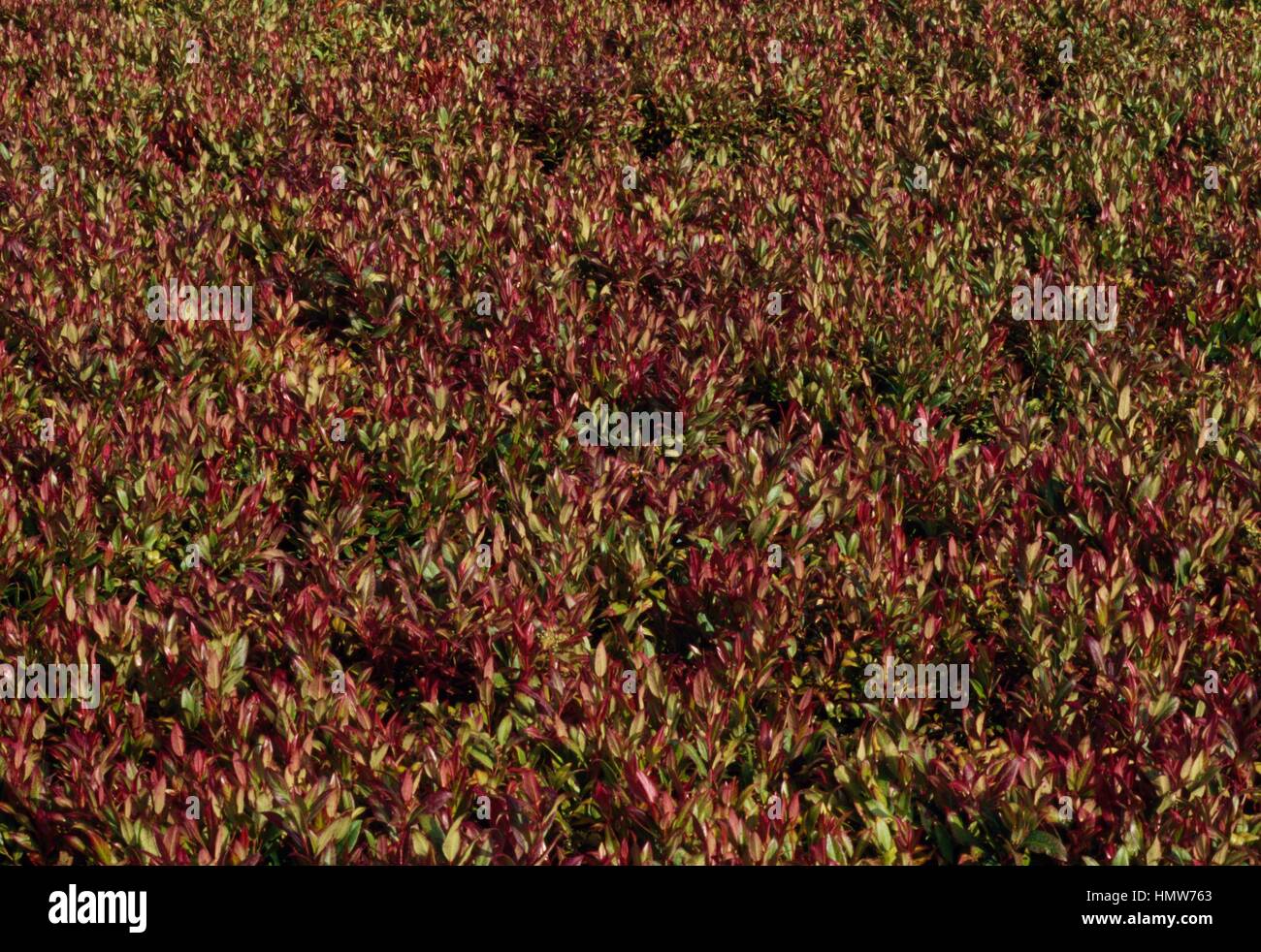 Leucothoe hi-res stock photography and images - Alamy