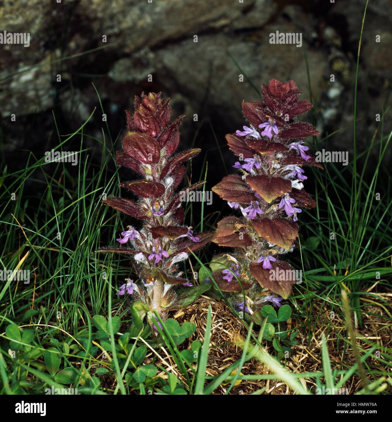 Pyramidal Bugle (Ajuga pyramidalis), Lamiaceae Stock Photo - Alamy